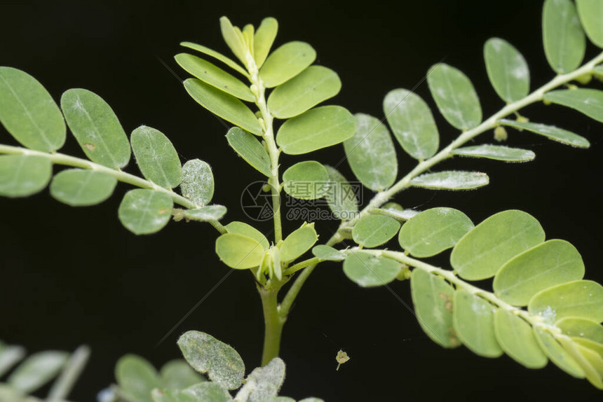 Phyllanthus尿高清图片下载-正版图片506491049-摄图网