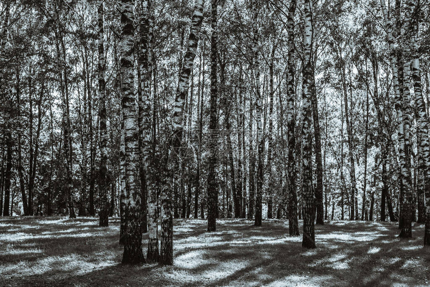 Birch在阳光明媚的日子里生林高清图片下载-正版图片506493726-摄图网
