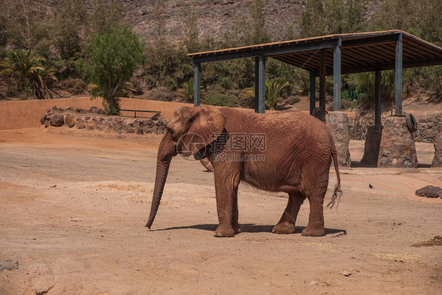 西班牙加那利群岛Fuerteventura岛动物园大象高清图片下载-正版图片506498543-摄图网