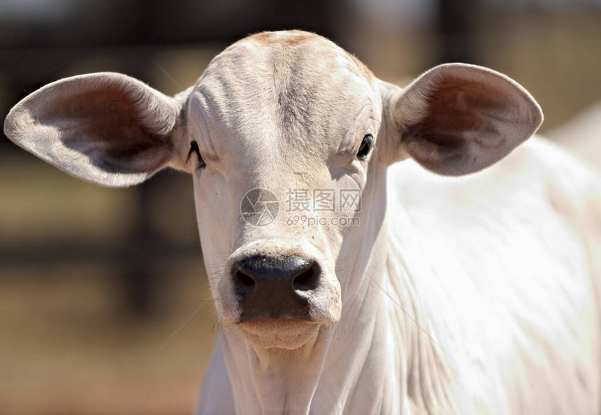 巴西农场的Nellor高清图片下载-正版图片506501180-摄图网