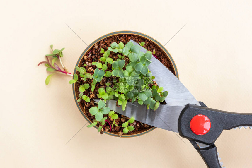 如何在家里种植微绿一步骤6当蔬菜长得更多时高清图片下载-正版图片506519226-摄图网