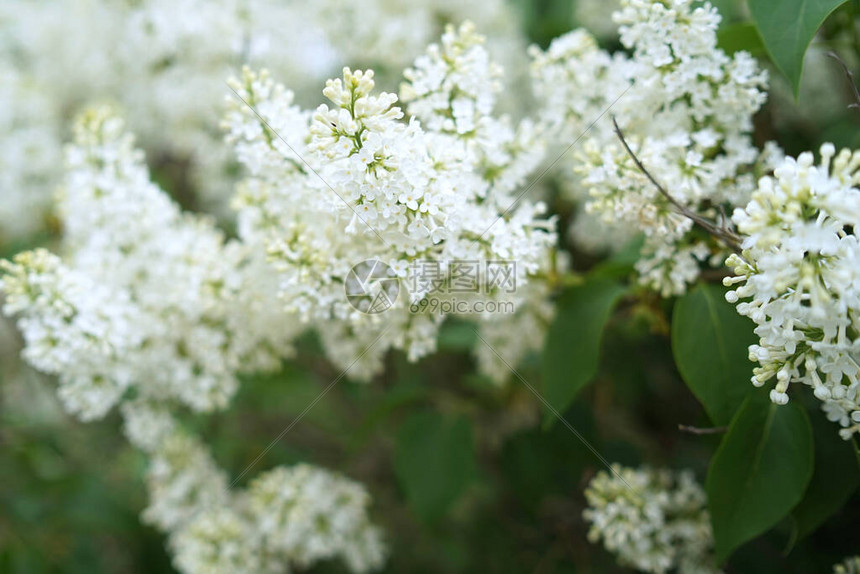 Syringa白色是目前公认的12种植物的基因高清图片下载-正版图片506532216-摄图网