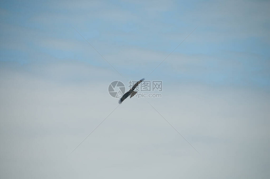 棕色阿拉伯野生沙漠鹰雀Peregrinus羽鸟在蓝天高清图片下载-正版图片506540042-摄图网