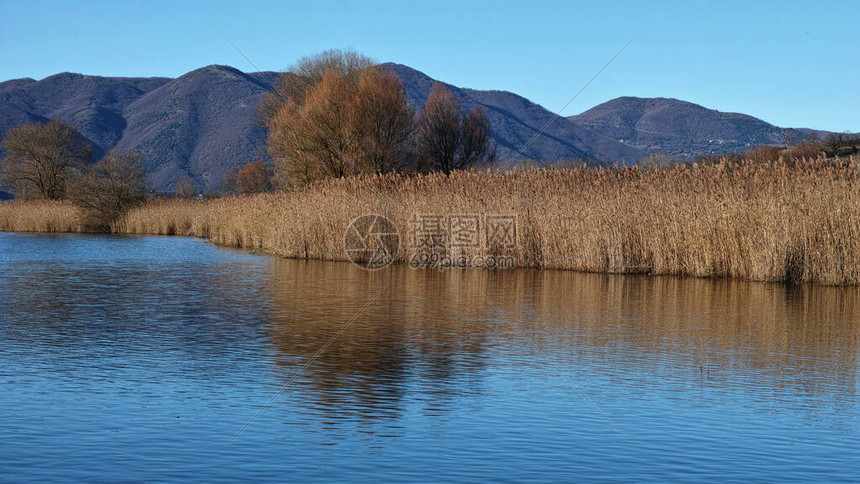 岸边的普通芦苇小湖高清图片下载-正版图片506540399-摄图网