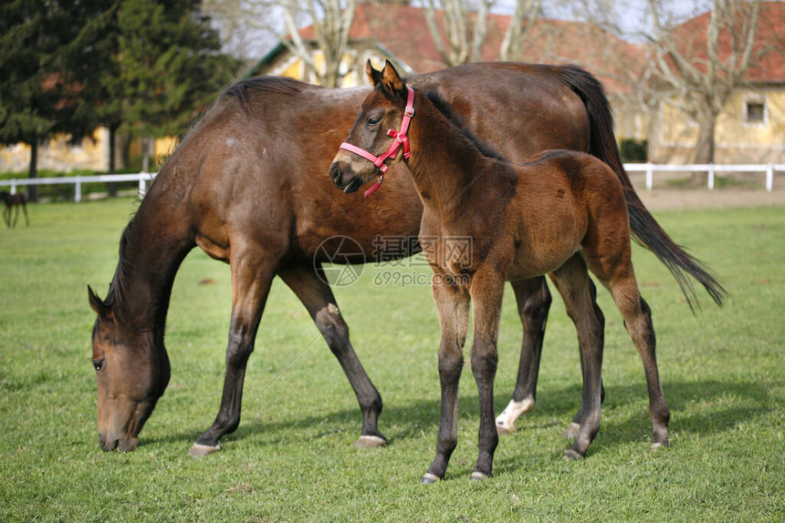 美丽的纯种马和她的小马一起高清图片下载-正版图片506540985-摄图网
