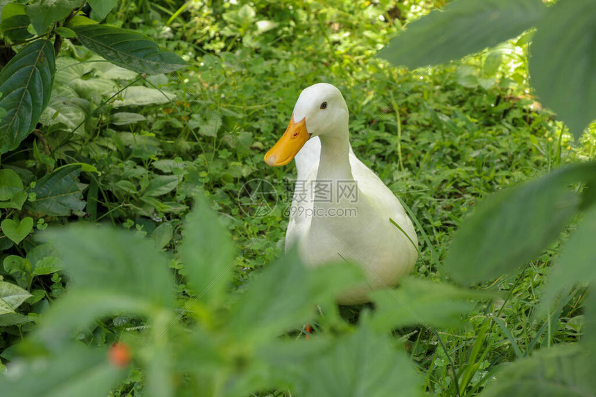 白色赛跑鸭在绿色稻田或草地上绿色草坪上的白鸭子紧高清图片下载-正版图片506542301-摄图网