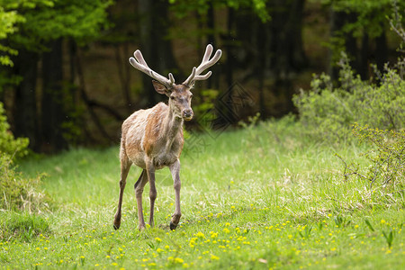 红鹿elaphus雄鹿在夏季自然的草地上从前面接近鹿角与复制空间向前走的动物高清图片下载-正版图片506605600-摄图网