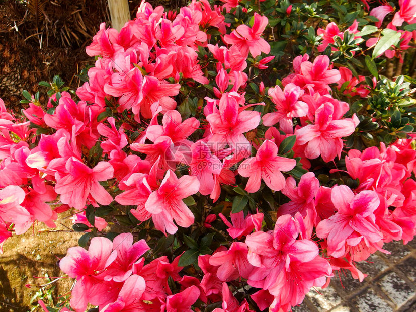 杜鹃花春天盛开的花朵高清图片下载-正版图片506570952-摄图网