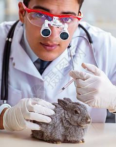 靠近注射环状针的白灰兔子复制空间兽医实验概念高清图片下载-正版图片506639973-摄图网
