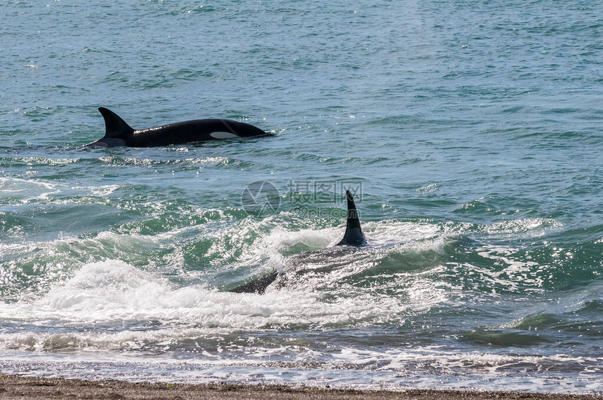 猎捕海狮半岛Valdes高清图片下载-正版图片506573148-摄图网