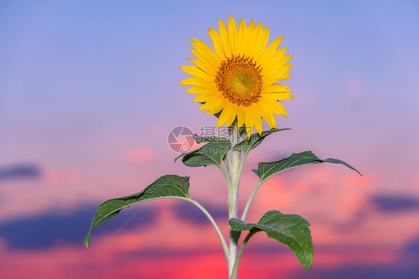 田野自然背景中美丽的向日葵向日葵绽放高清图片下载-正版图片506585899-摄图网