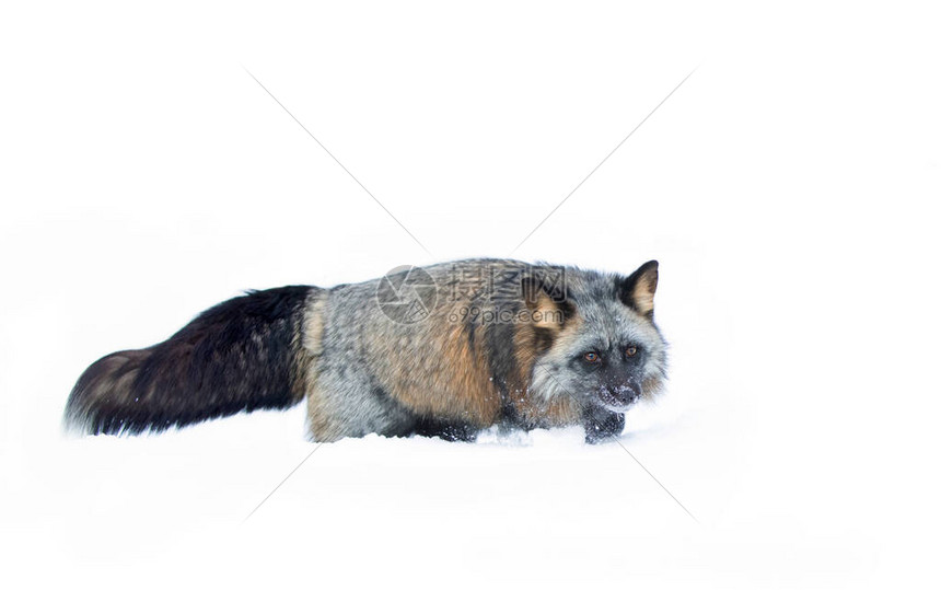 CrossFox红狐狸部分混合颜色变异穿越美高清图片下载-正版图片506591474-摄图网