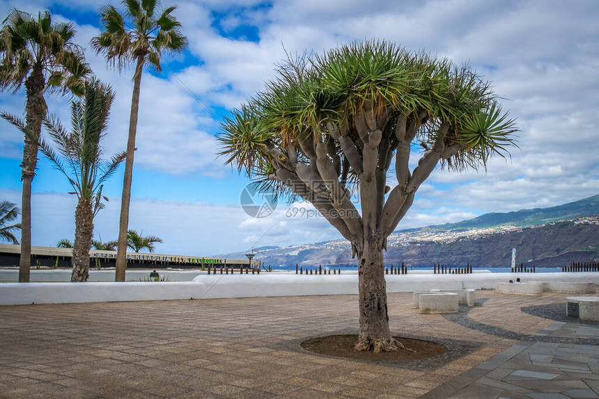 特内里夫州德拉克鲁斯高清图片下载-正版图片506592254-摄图网