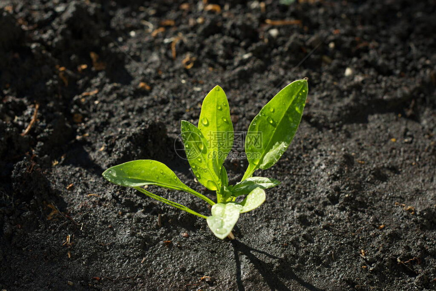 生长的菠菜顶级风景湿菠菜从高清图片下载-正版图片506594078-摄图网