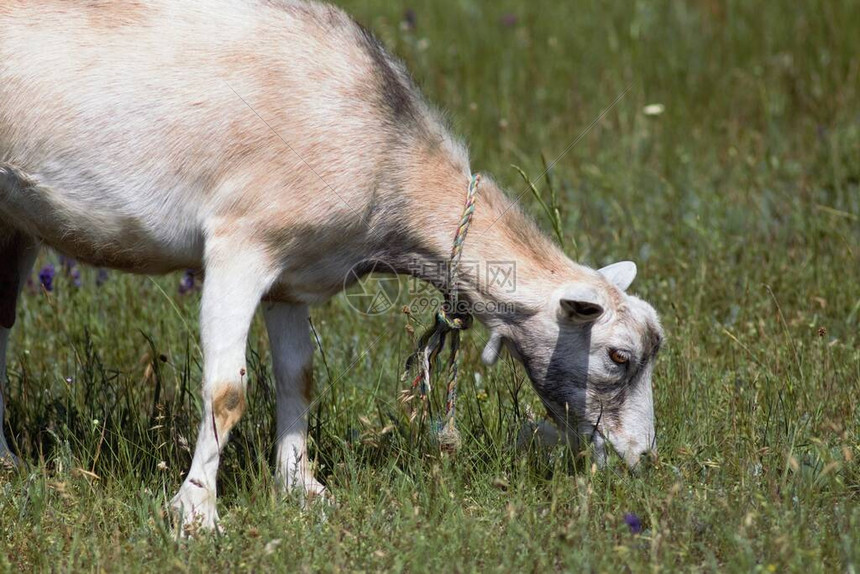 莱贝迪夫卡乌克兰奥德萨地区Bess高清图片下载-正版图片506617535-摄图网