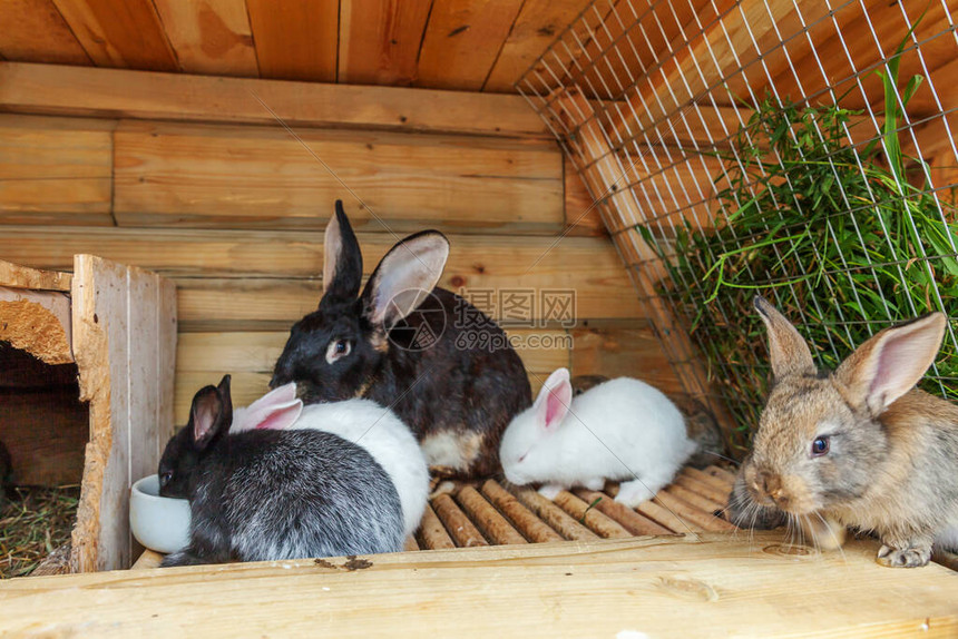 在兔舍谷仓牧场背景的动物农场里有许多不同的小在自然生态农场的小屋里现代畜牧业与高清图片下载-正版图片506617832-摄图网