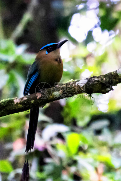 栖息在哥伦比亚山地森林的树枝高清图片下载-正版图片506623780-摄图网