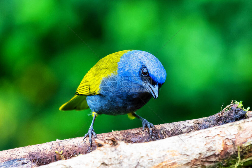 坐在绿色森林的树枝上南美洲哥伦比亚自然栖息地的热带唐纳雀自然绿色栖息高清图片下载-正版图片506623798-摄图网