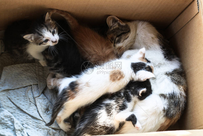 猫妈和她的孩子小猫对质的小猫宠物牛奶农村的宠物高清图片下载 正版图片506631788 摄图网