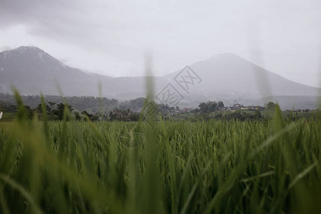 印度尼西亚Tegalalang高清图片下载-正版图片506636519-摄图网