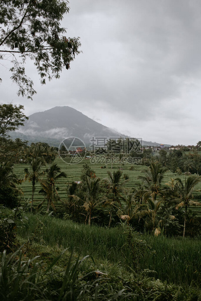 印度尼西亚Tegalalang高清图片下载-正版图片506638179-摄图网