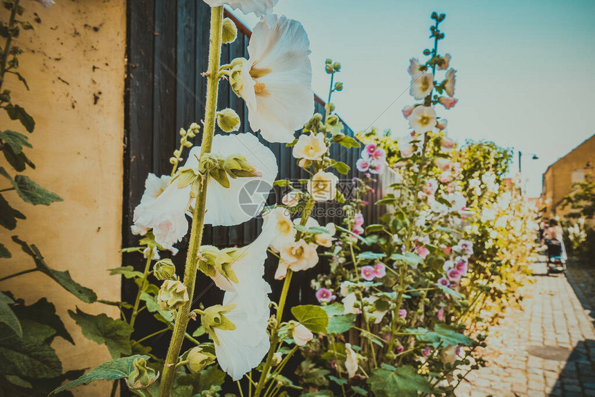 美丽如画的丹麦村庄高清图片下载-正版图片506657910-摄图网