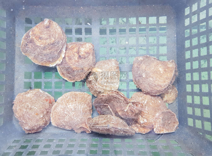 水下箱装的牡蛎高清图片下载-正版图片506658712-摄图网