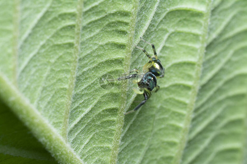 近距离拍摄的Phint高清图片下载-正版图片506678150-摄图网