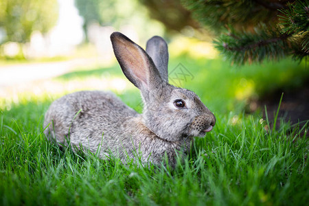 实验兔子图片_实验兔子素材_实验兔子高清图片_摄图网图片下载