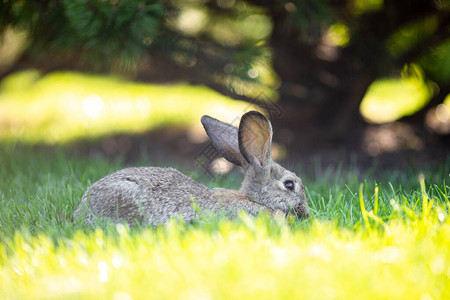 实验兔子图片_实验兔子素材_实验兔子高清图片_摄图网图片下载