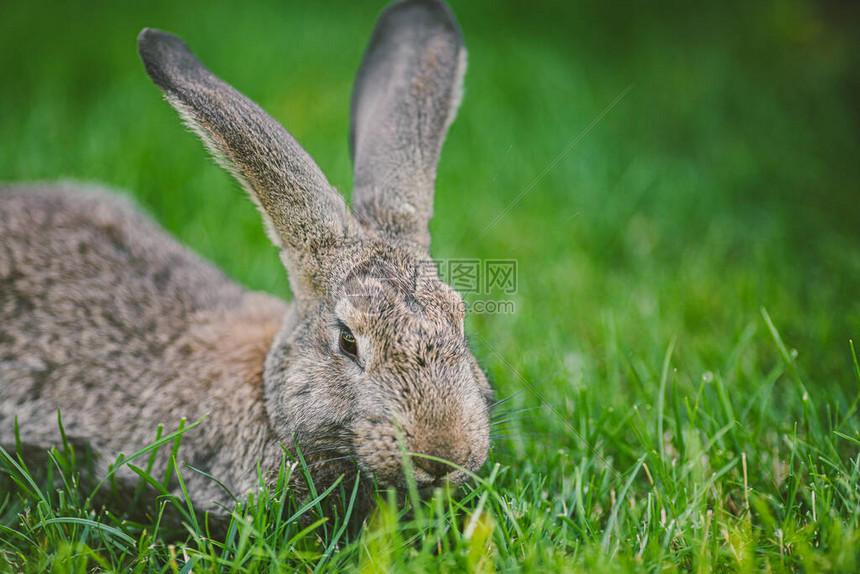 吃在绿草坪的一只美丽的灰色兔子的特写镜头高清图片下载-正版图片506679811-摄图网