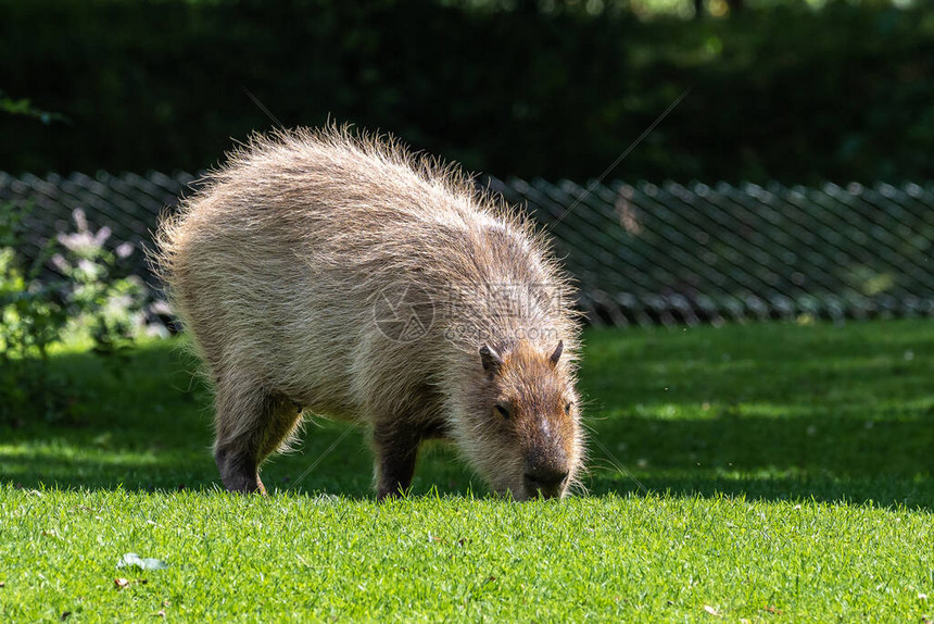 南美的哺乳动物是卡比巴拉Capybara高清图片下载-正版图片506685064-摄图网