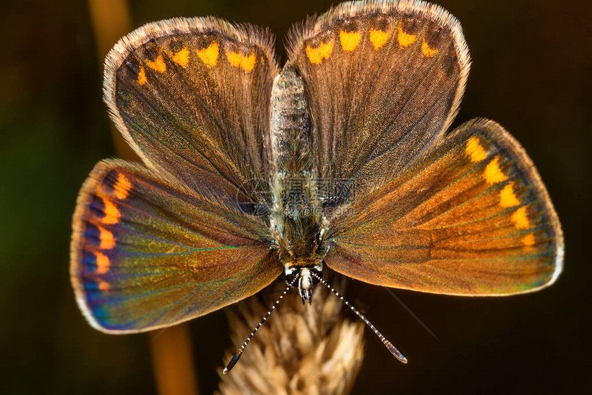 棕色的Argus高清图片下载-正版图片506686496-摄图网