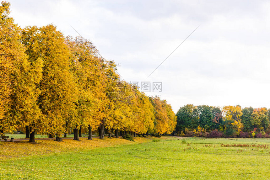 秋天一棵大树下的秋叶高清图片下载-正版图片506697608-摄图网