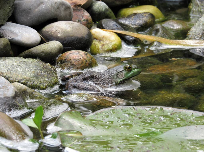 近距离观看美国一只公牛蛙坐在一个男人身上高清图片下载-正版图片506698388-摄图网