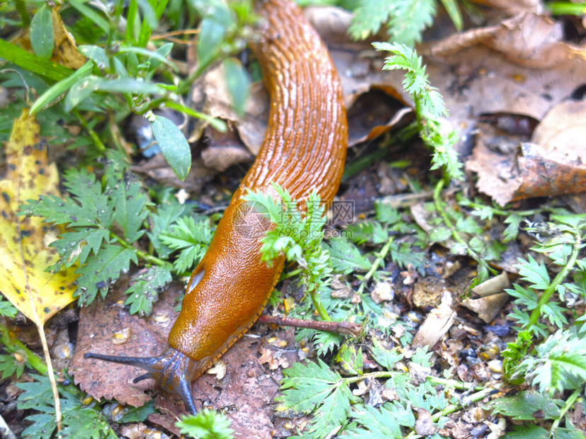 夏天在莫斯科地区爬来去的阿利昂高清图片下载-正版图片506705528-摄图网
