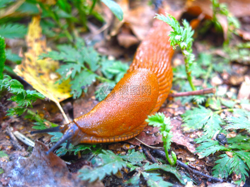 夏天在莫斯科地区爬来去的阿利昂高清图片下载-正版图片506705530-摄图网