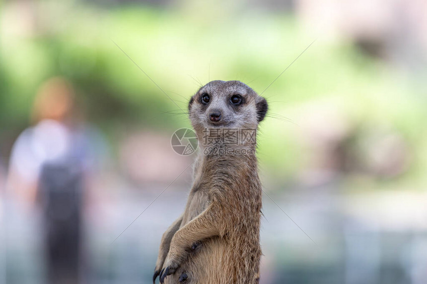 Meerkat或Suricate高清图片下载-正版图片506708046-摄图网