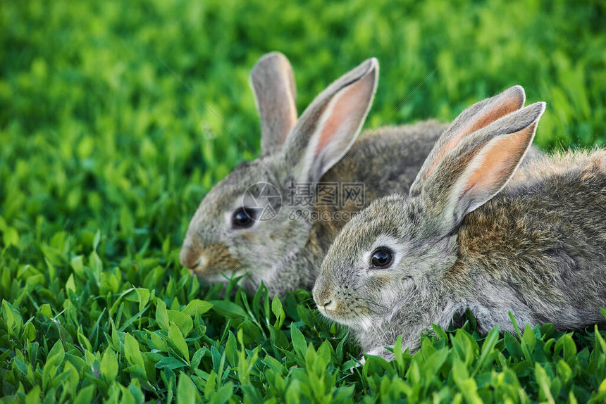 两只灰色兔子在户外绿草丛中的图像高清图片下载-正版图片506710154-摄图网
