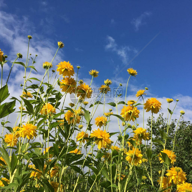 蓝色天空和白云背景下的黄色花朵高品质照片请查看InfoFin高清图片下载-正版图片506710956-摄图网