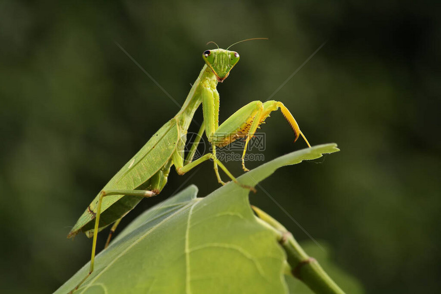 来自Sphondromantis可能是Spondromantisviridis家族的Mantis潜伏在绿叶上Sphodroman高清图片下载 ...
