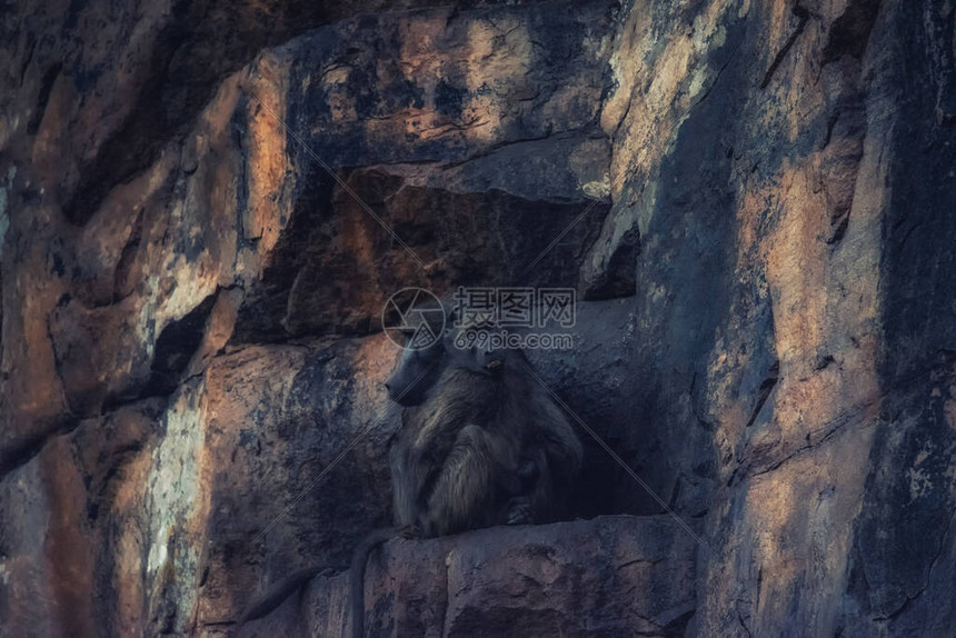 两只沙眼Papioursinus坐在多彩高清图片下载-正版图片506714993-摄图网