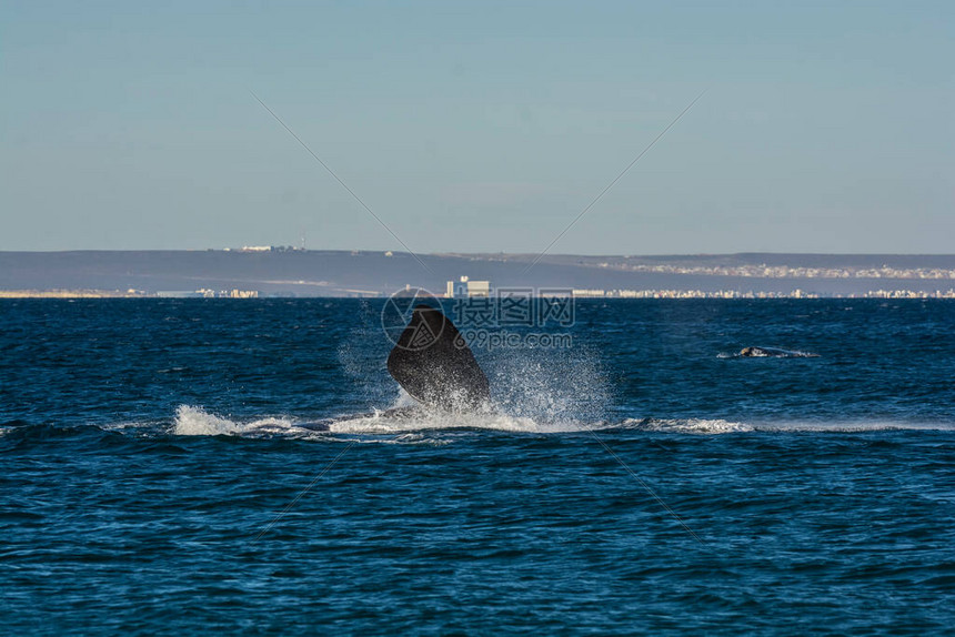 观鲸右侧跳跃濒危物种巴塔哥高清图片下载-正版图片506725481-摄图网