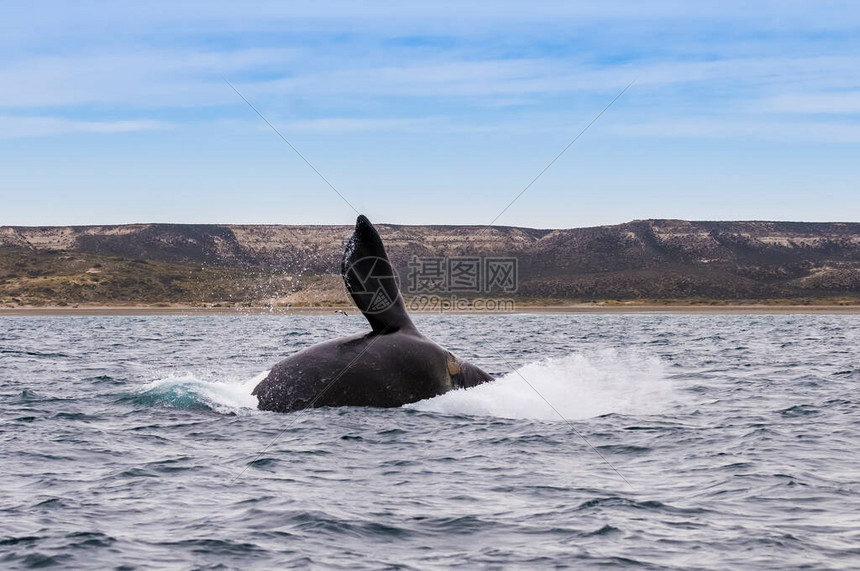 观鲸右侧跳跃濒危物种巴塔哥高清图片下载-正版图片506725483-摄图网