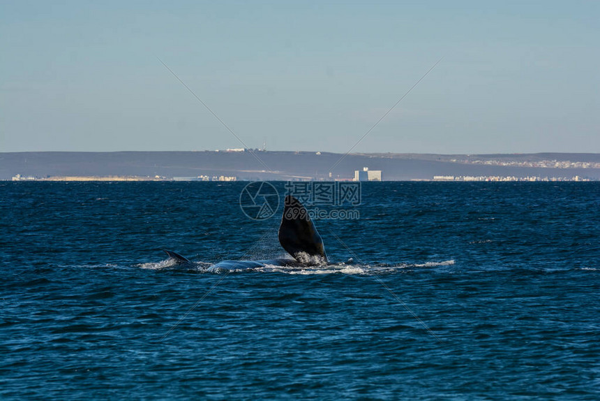 观鲸右侧跳跃濒危物种巴塔哥高清图片下载-正版图片506725484-摄图网