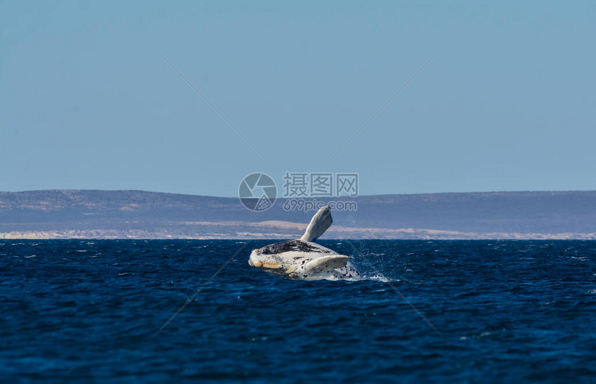 观鲸右侧跳跃濒危物种巴塔哥高清图片下载-正版图片506725487-摄图网
