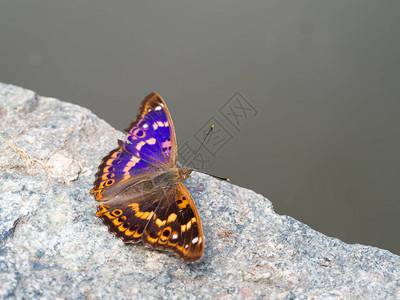 老世界燕尾蝶Papiliomachaon在其生境中的蝴蝶位于乌克高清图片下载-正版图片506086994-摄图网