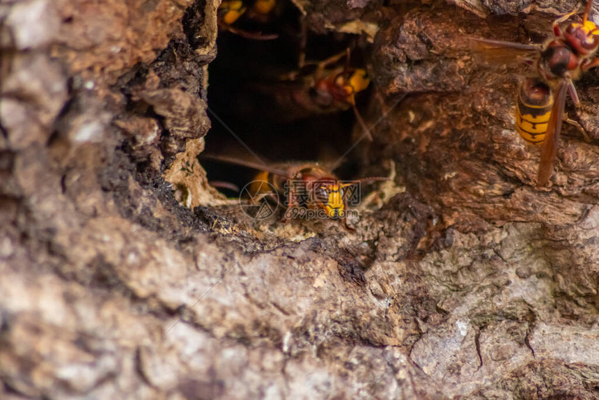 欧洲大黄蜂保护他们的大黄蜂巢免受入侵者的入侵高清图片下载-正版图片506731935-摄图网