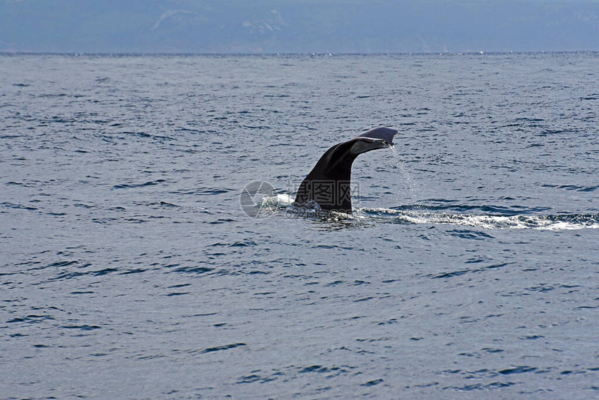 SpermWhale在直布罗陀海峡观鲸巡航高清图片下载-正版图片506735176-摄图网