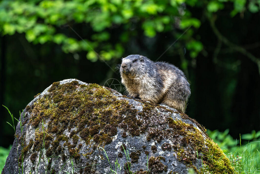 Alpine高清图片下载-正版图片506735719-摄图网